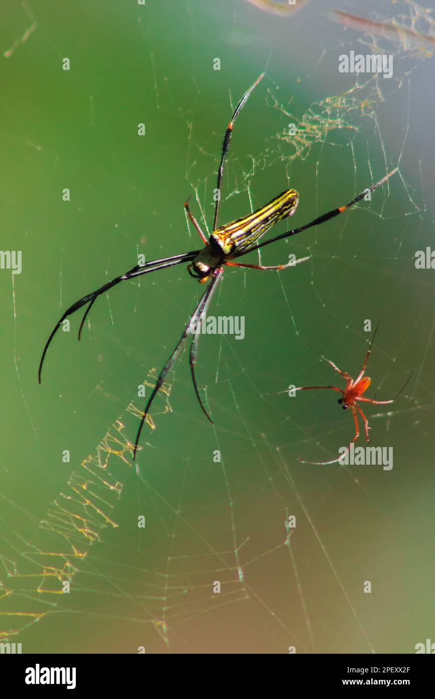 Nephila maculata spiders lie on the leaves to trap prey. (Golden Orb ...