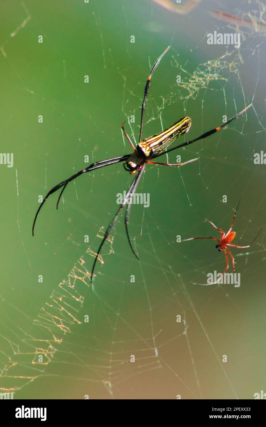 Nephila maculata spiders lie on the leaves to trap prey. (Golden Orb ...
