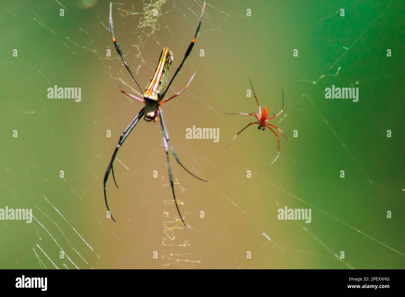 Nephila maculata spiders lie on the leaves to trap prey. (Golden Orb ...