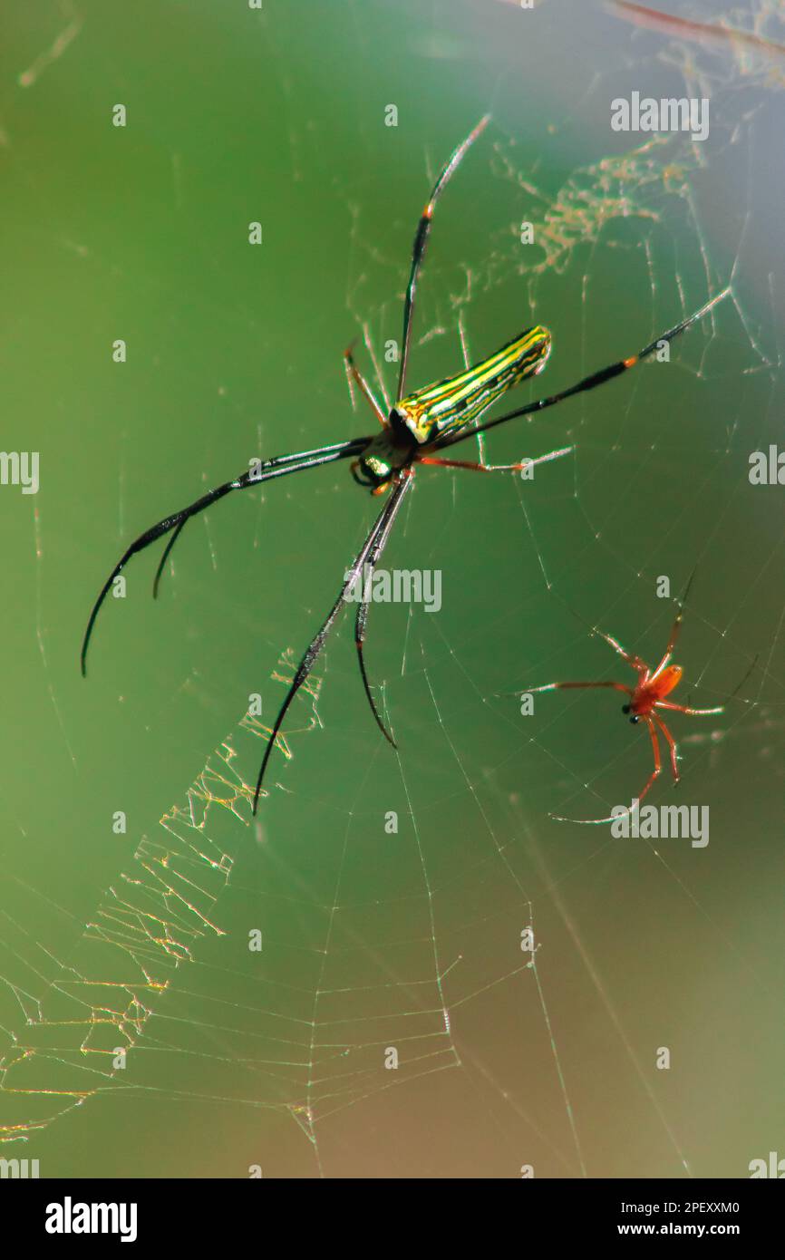 Nephila maculata spiders lie on the leaves to trap prey. (Golden Orb ...