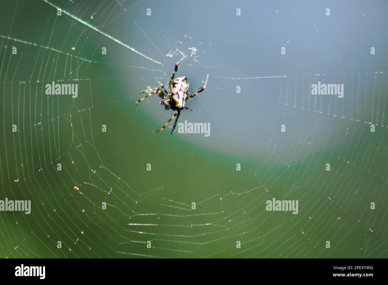 The spider is on the leaf to trap the prey. Spiders live in orchards ...