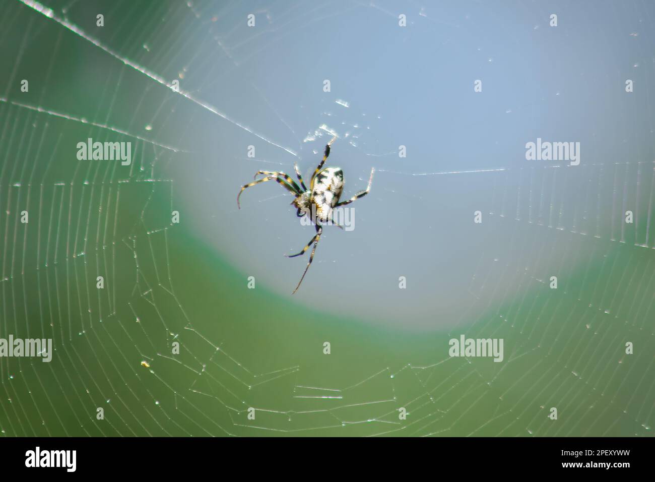 The spider is on the leaf to trap the prey. Spiders live in orchards ...