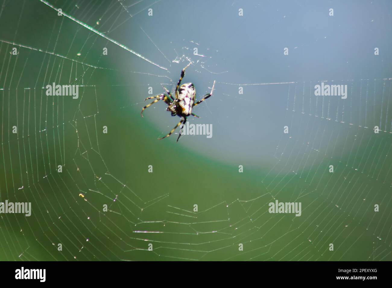 The spider is on the leaf to trap the prey. Spiders live in orchards ...