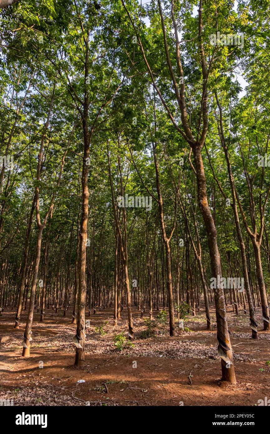 Rubber tree plantation. Rowes of rubber trees in tropical woodland ...