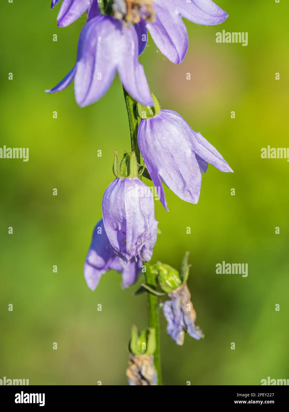 Campanula rapunculoides, creeping bellflower, or rampion bellflower, is ...