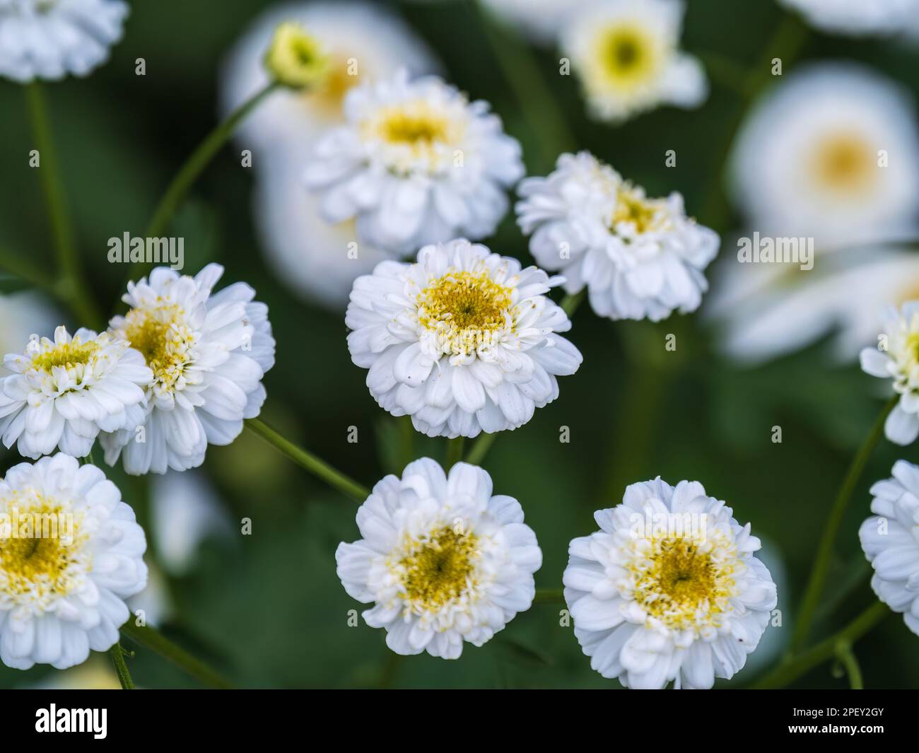 Colourful Feverfew Flowers, Tanacetum parthenium. Beautiful white and ...