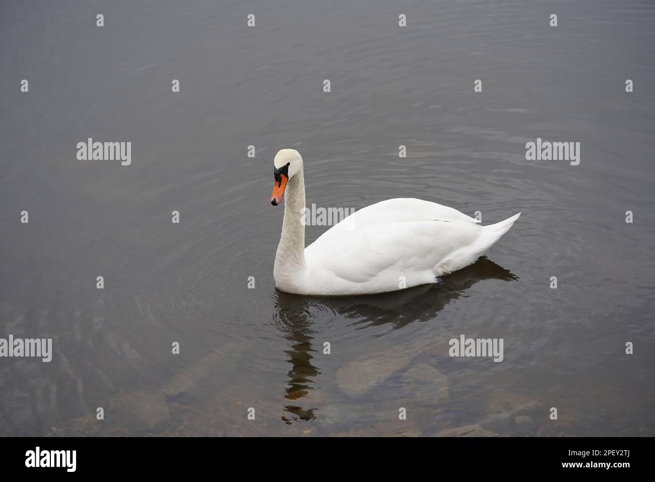 Mute swan (Cygnus olor) in castle pond, Moritzburg Castle, Germany ...