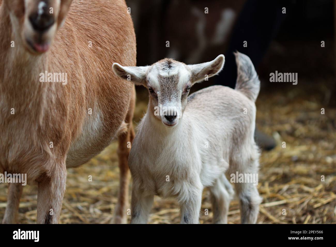 Two white goats are standing side by side on a bed of hay Stock Photo ...
