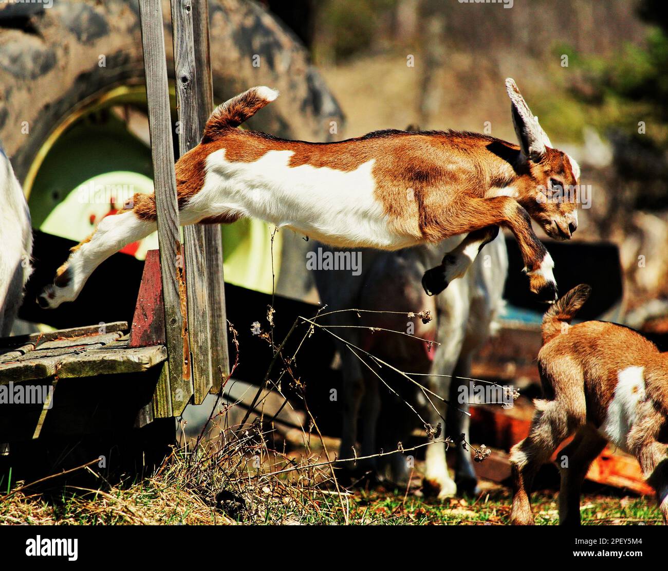Two white and brown goats are standing in a truck bed, looking out the ...