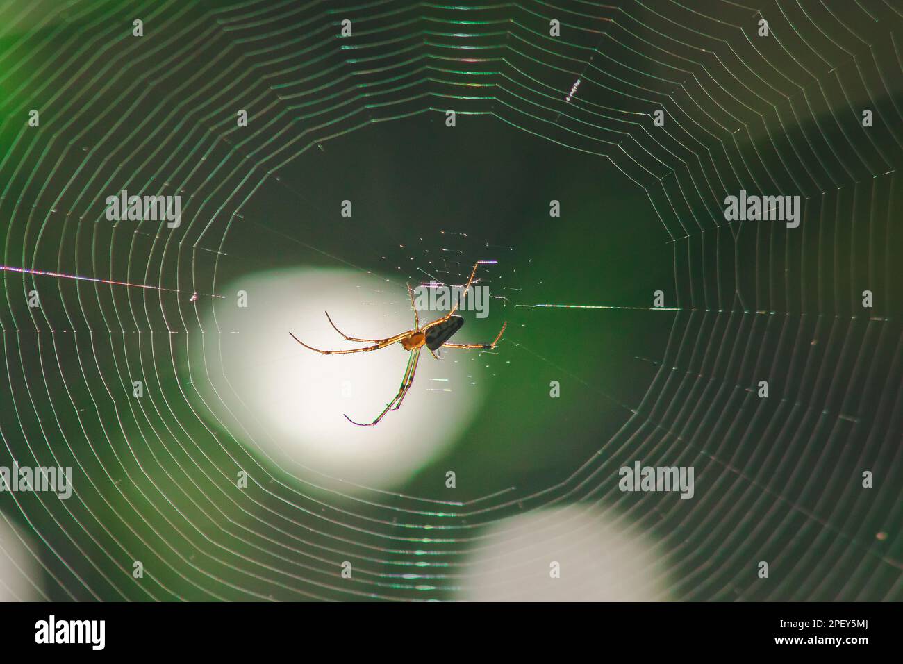 Orb-weaver spiders in nature are building webs. The circular web spider ...