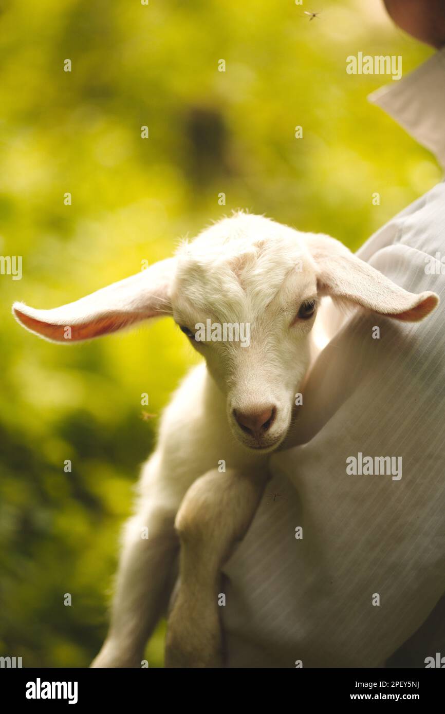 Goat of arms hi-res stock photography and images - Alamy