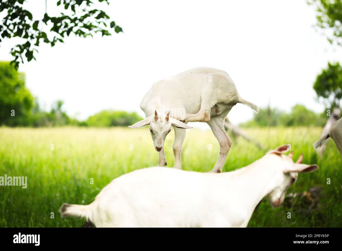 Two domestic goats stand side-by-side in a lush grassy field, gazing ...