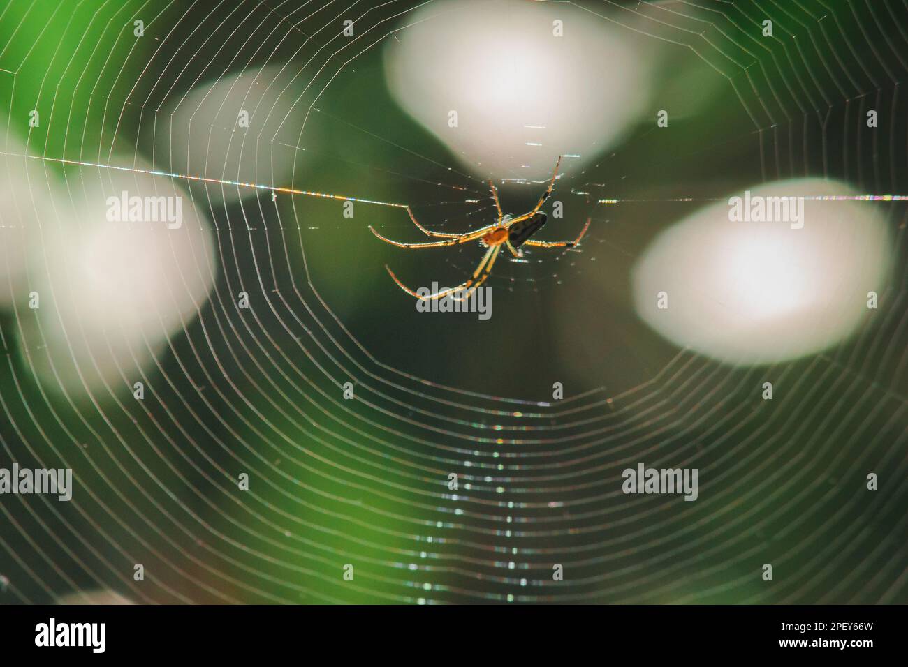 Orb-weaver spiders in nature are building webs. The circular web spider ...