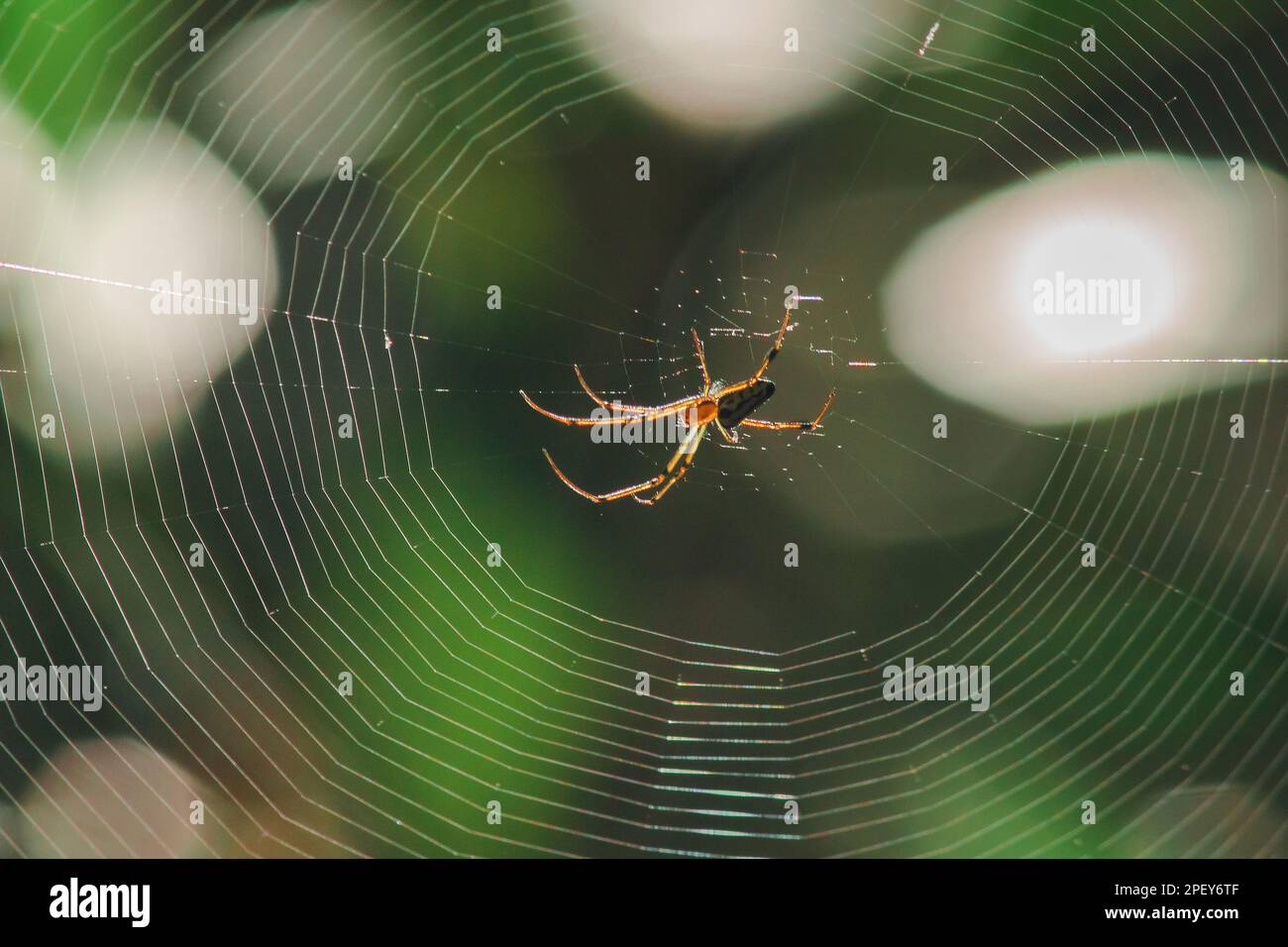 Orb-weaver spiders in nature are building webs. The circular web spider ...
