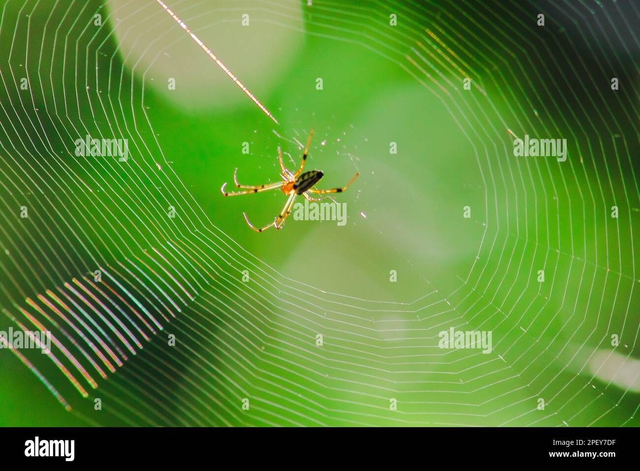 Spiders in nature hi-res stock photography and images - Alamy