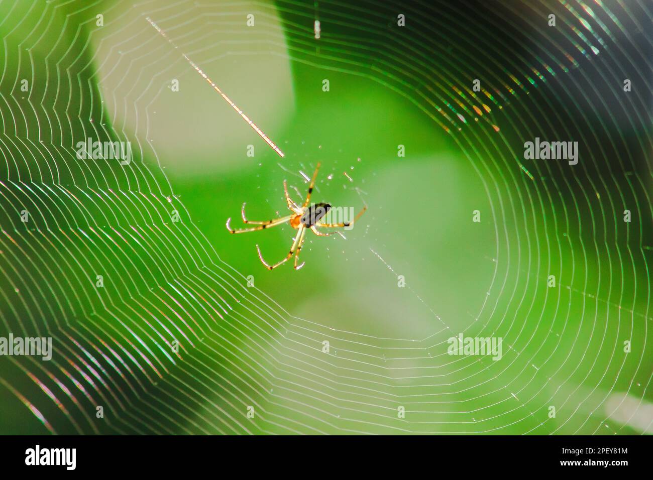 Spider webs social hi-res stock photography and images - Alamy