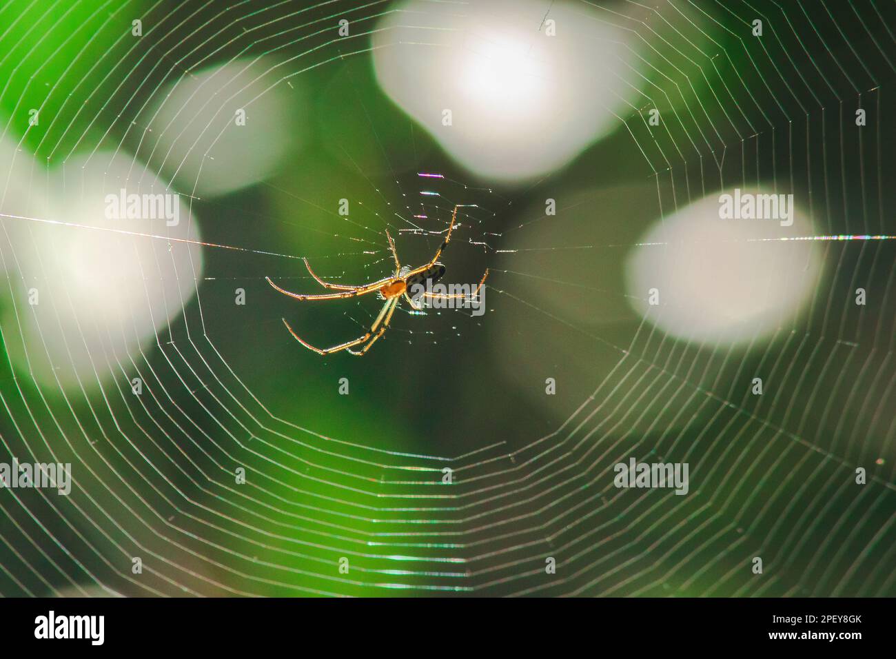 Spiders in nature hi-res stock photography and images - Alamy