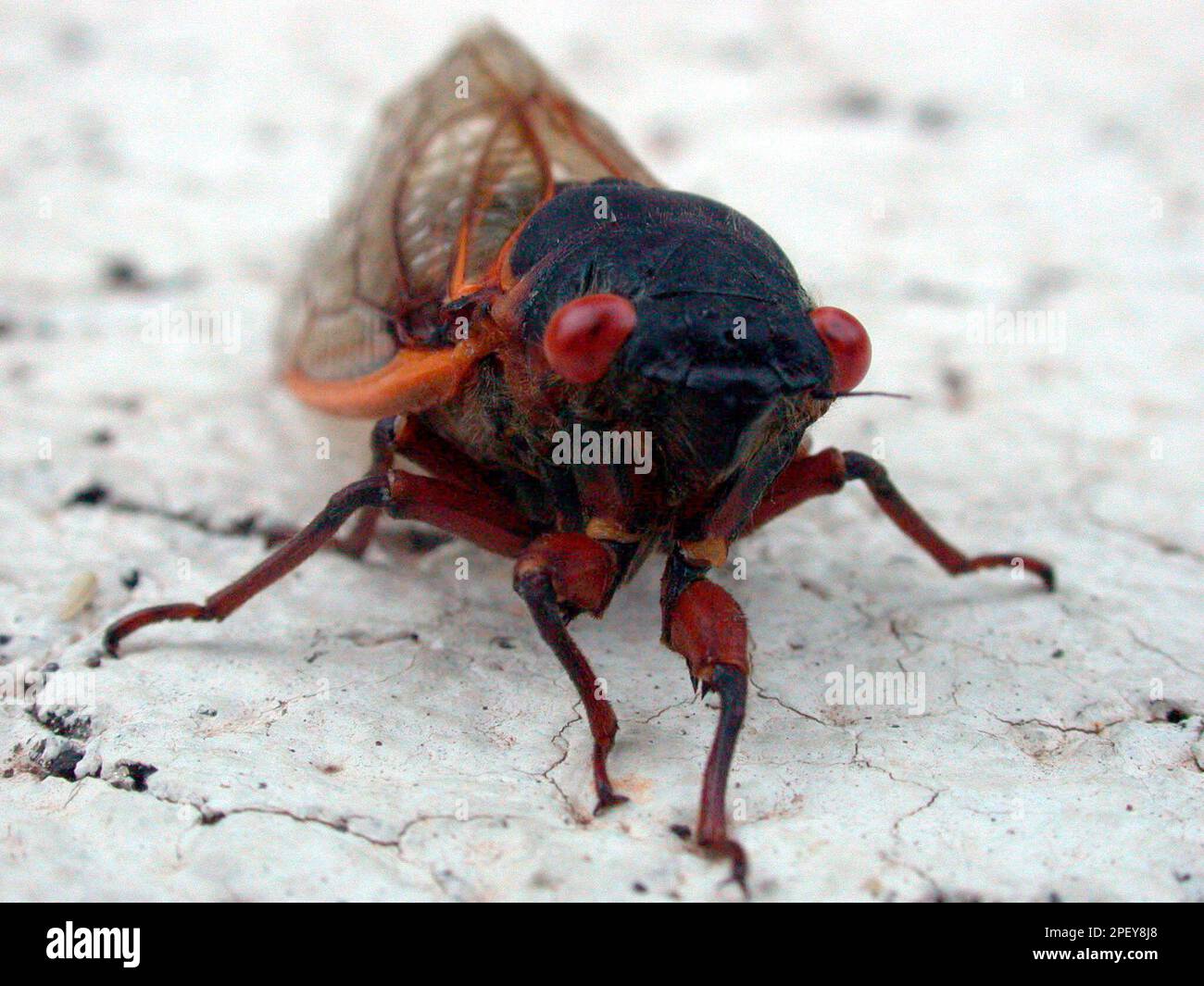 A cicada crawls around on the white markings of a parking space Friday ...