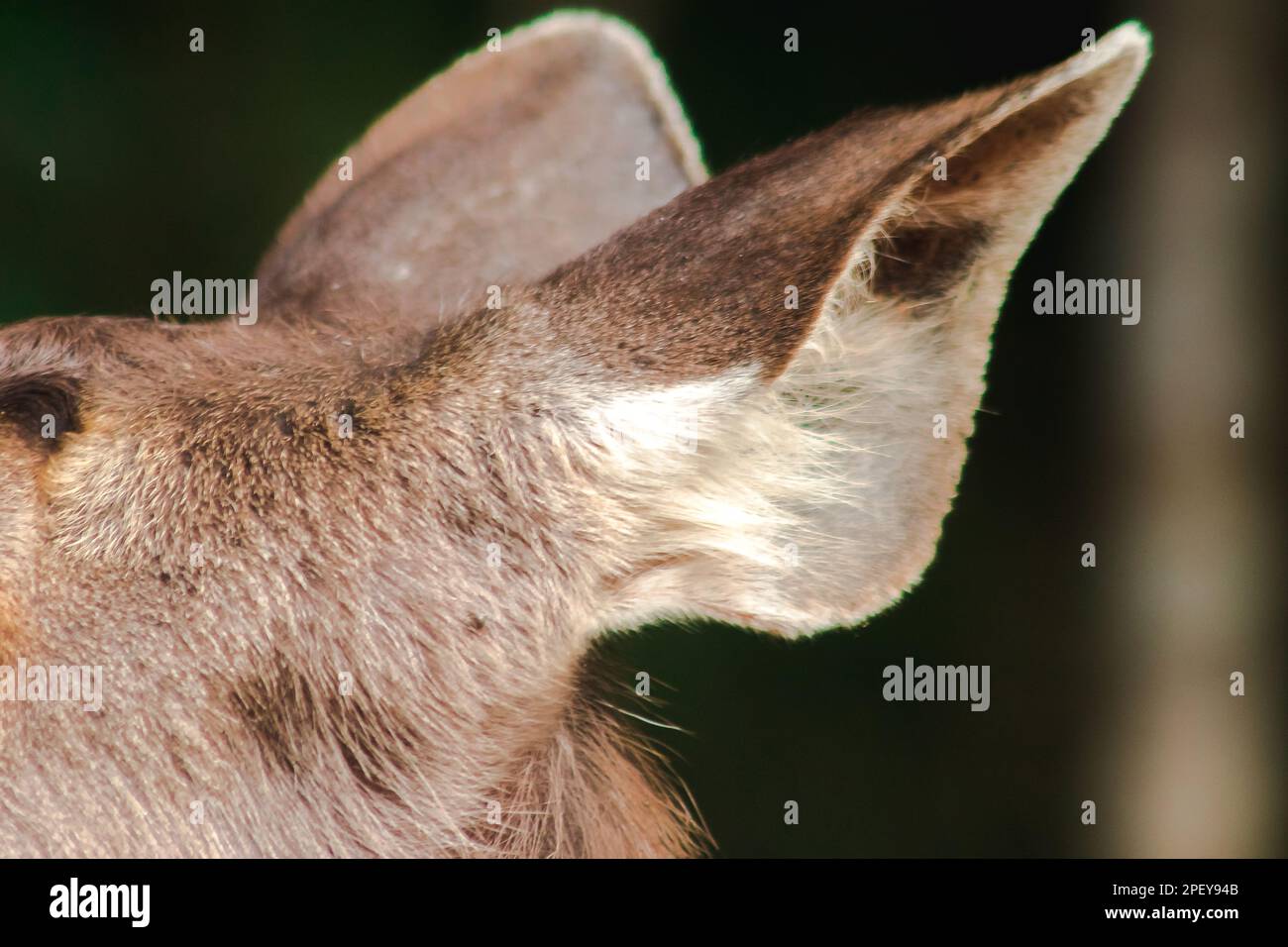 The ears of a fur deer are light brown. Deer fur is rough and stiff ...