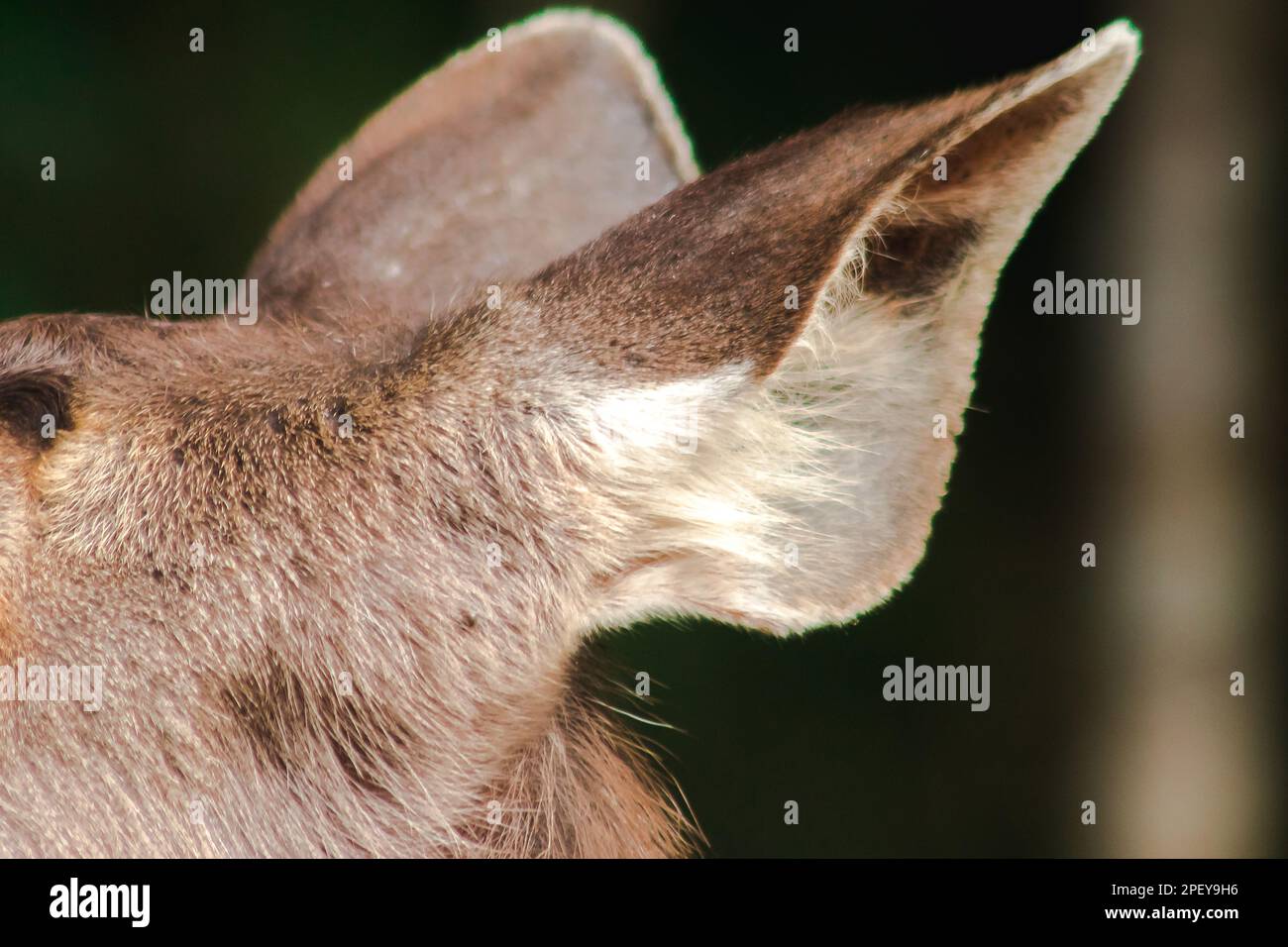 The ears of a fur deer are light brown. Deer fur is rough and stiff ...