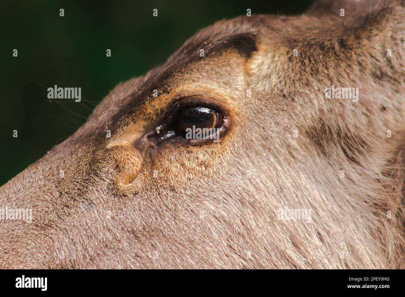 Deer eyes have brown fur around. Above the eyes there was a large pool ...
