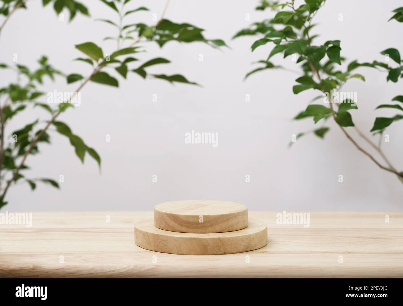 Wood podium tabletop floor with tree branch green leaf on white ...