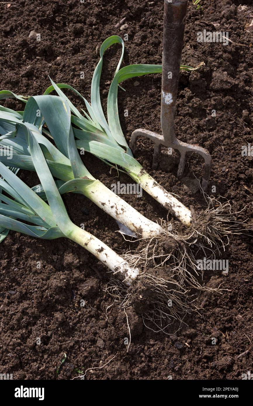 Three leeks plants hi-res stock photography and images - Alamy