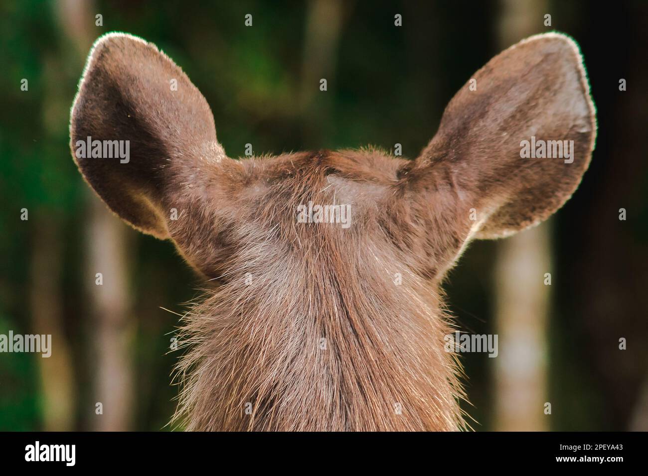 The ears of a fur deer are light brown. Deer fur is rough and stiff ...