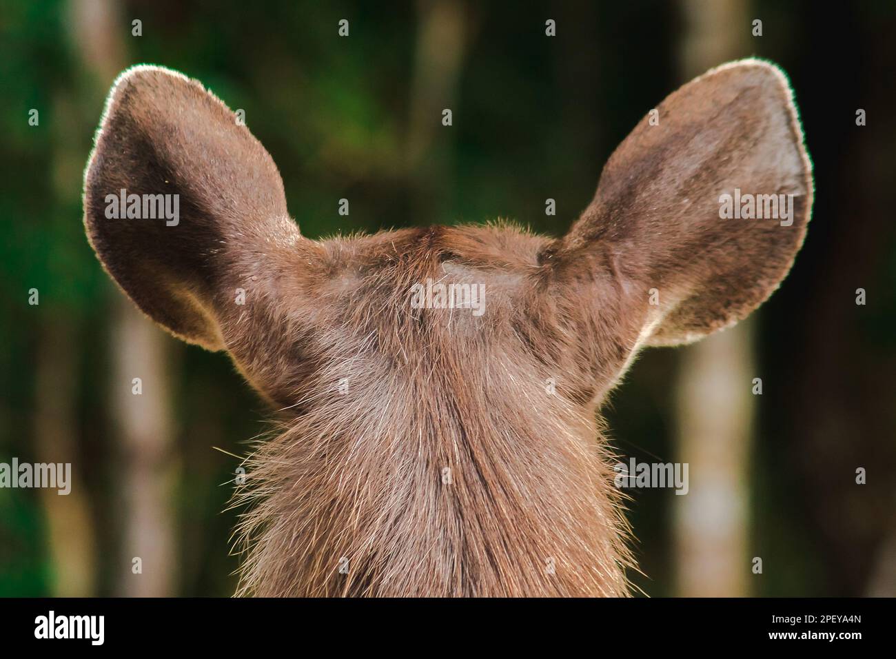 The ears of a fur deer are light brown. Deer fur is rough and stiff ...