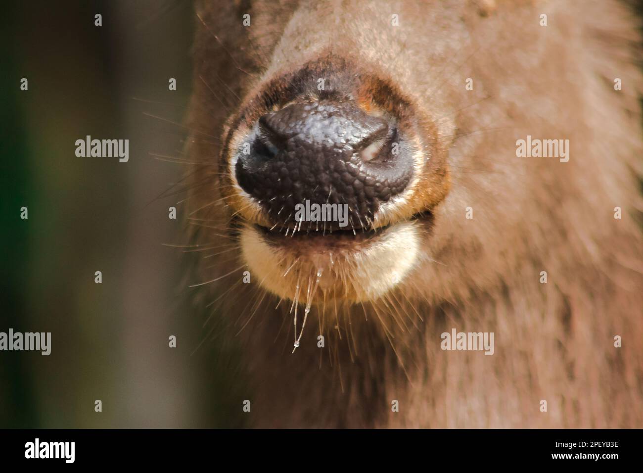 The nose and mouth of the deer are rough around the fur Stock Photo - Alamy