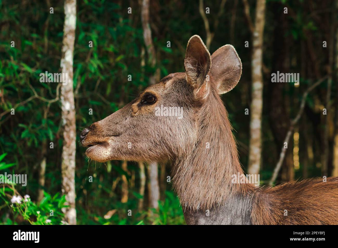A female wild deer looking , The wild deer is furry, rough, hard, brown ...