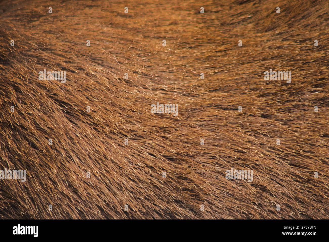The fur of wild deer is rough and stiff. The fur is gray, fawn, light ...