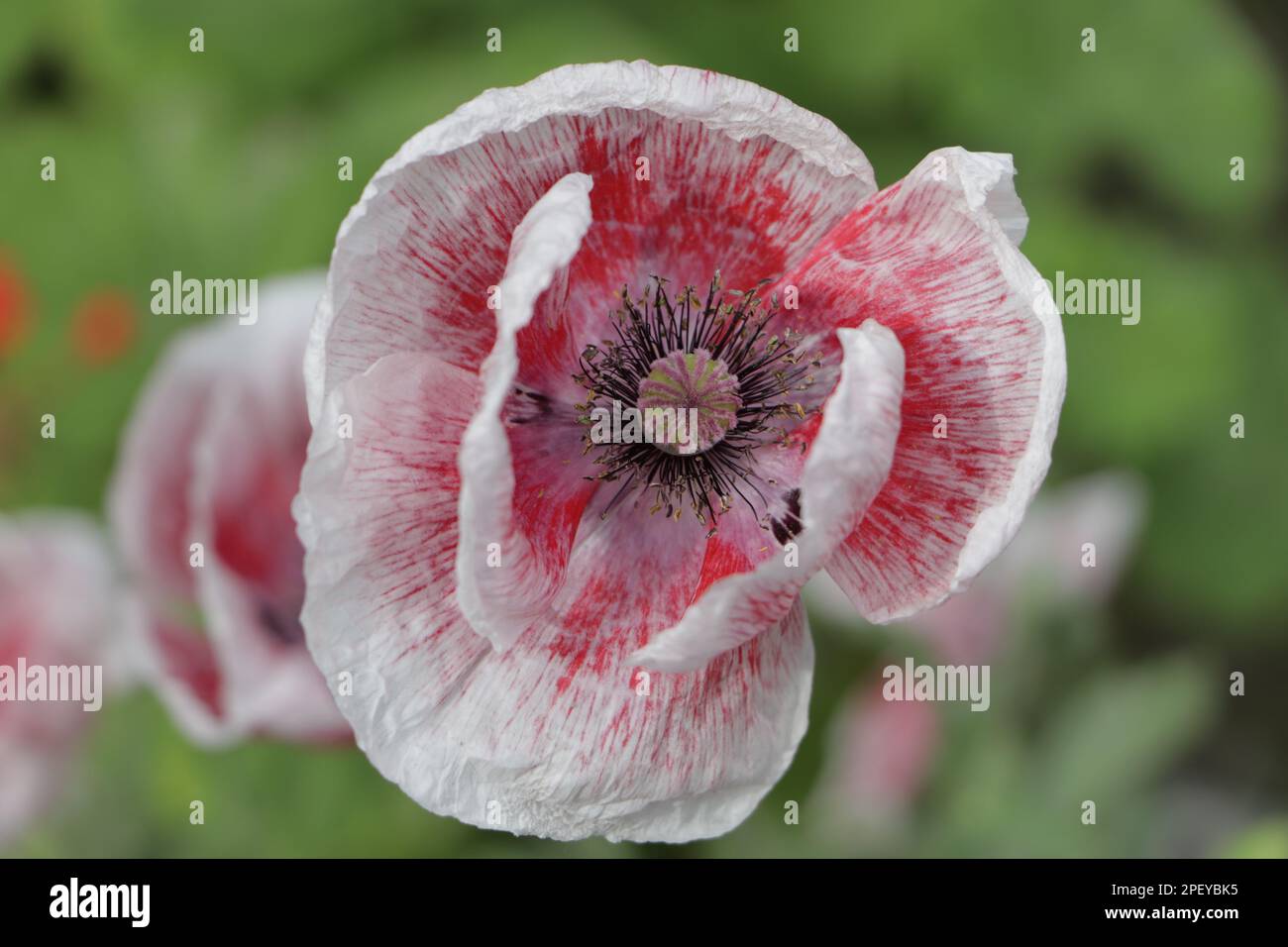 Pretty white field poppy with red-edged petals among lush green foliage ...