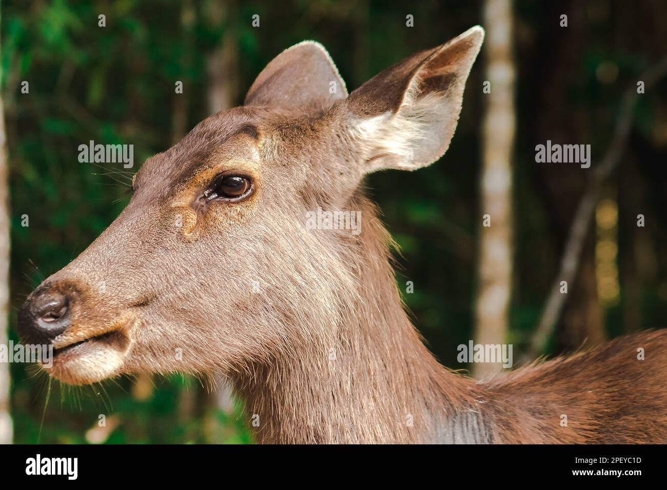 A female wild deer looking , The wild deer is furry, rough, hard, brown ...