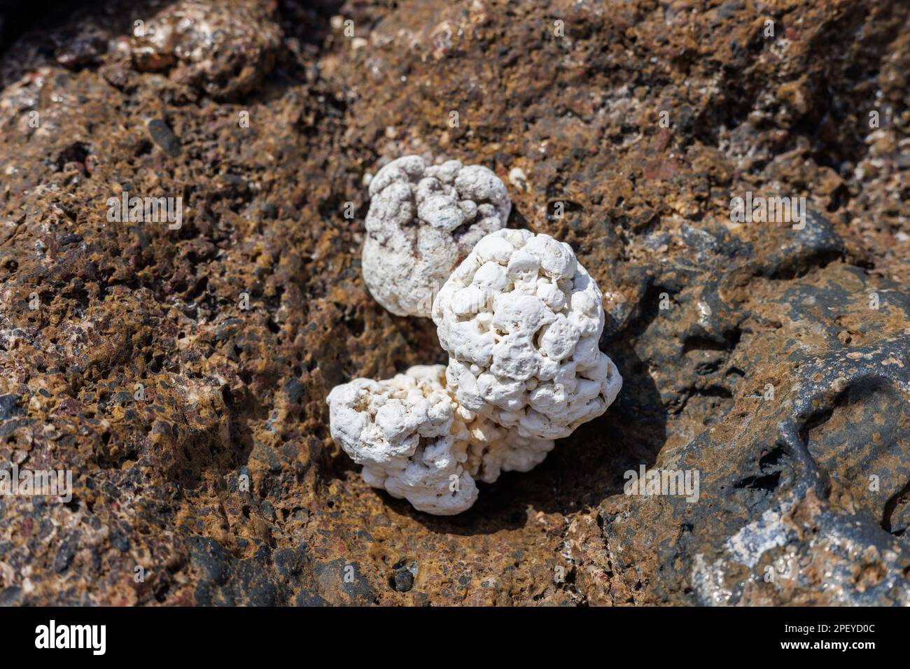 Popcorn beach near Corralejo on the island of Fuerteventura in the ...