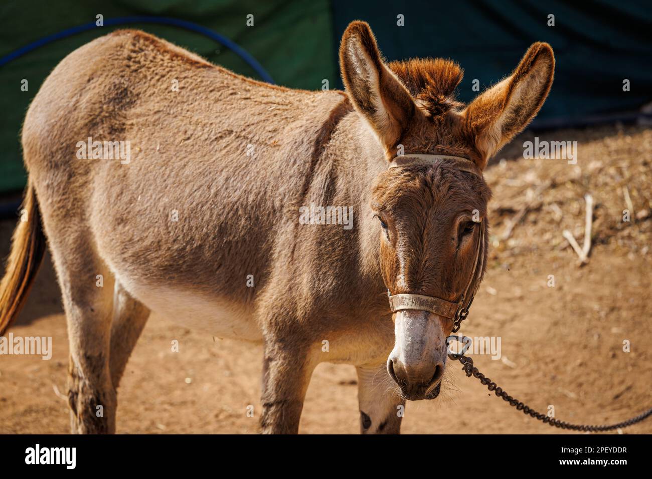 The donkey is a farm helper on the island of Fuerteventura in the ...