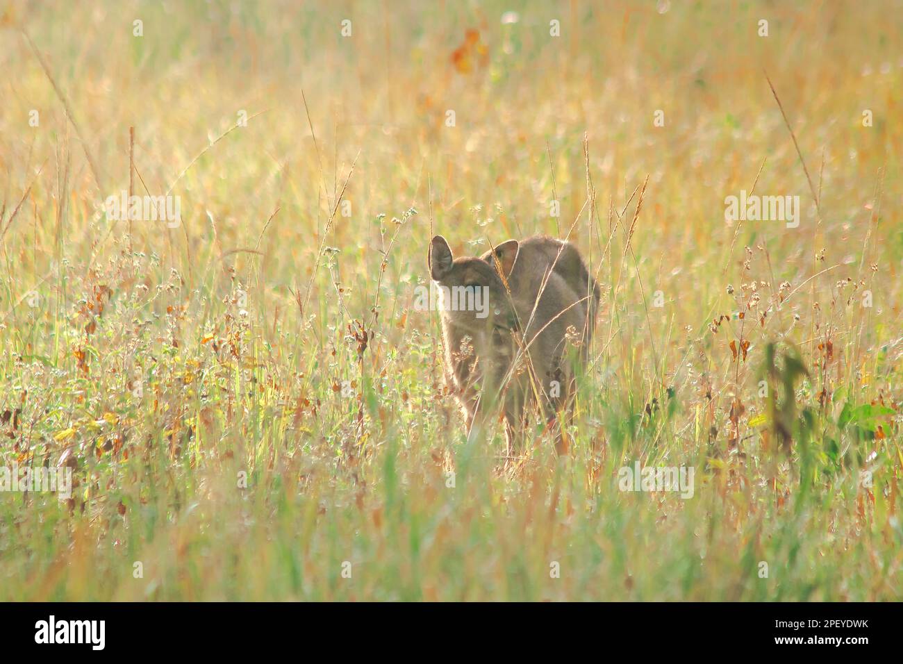 Hog Deer foraging in herds in the pasture, The Hog Deer is a medium ...