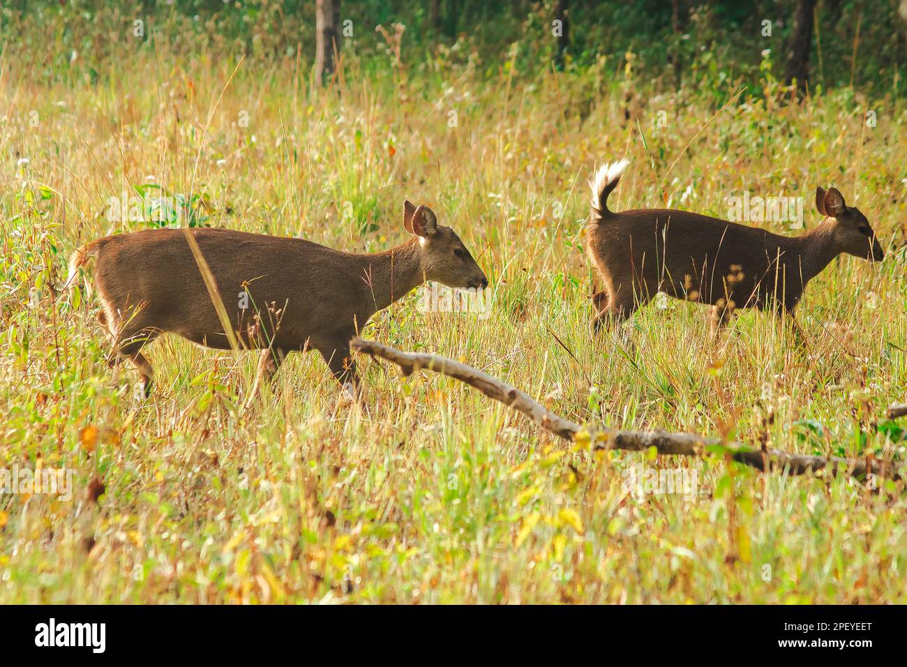 Hog Deer foraging in herds in the pasture, The Hog Deer is a medium ...