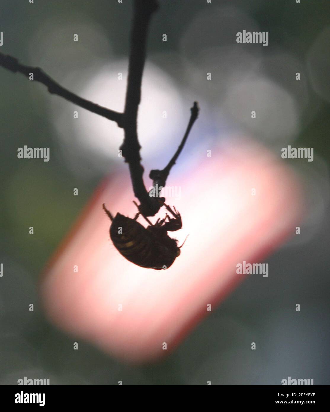 The exoskeleton of a cicada hangs upside down from a branch as it is ...