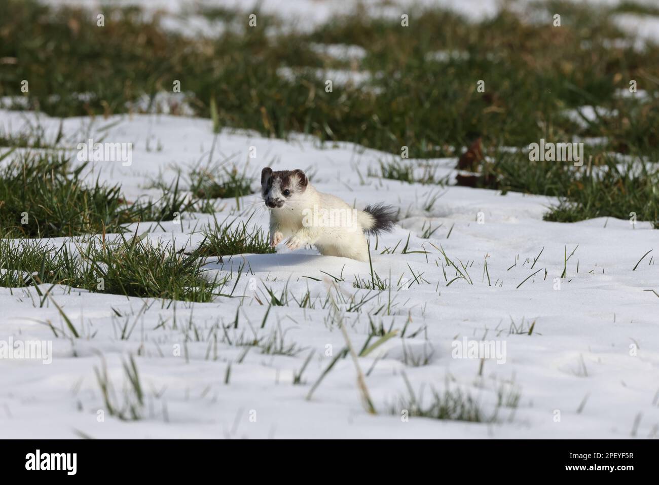 Stoat (Mustela erminea) short-tailed weasel Germany Stock Photo - Alamy