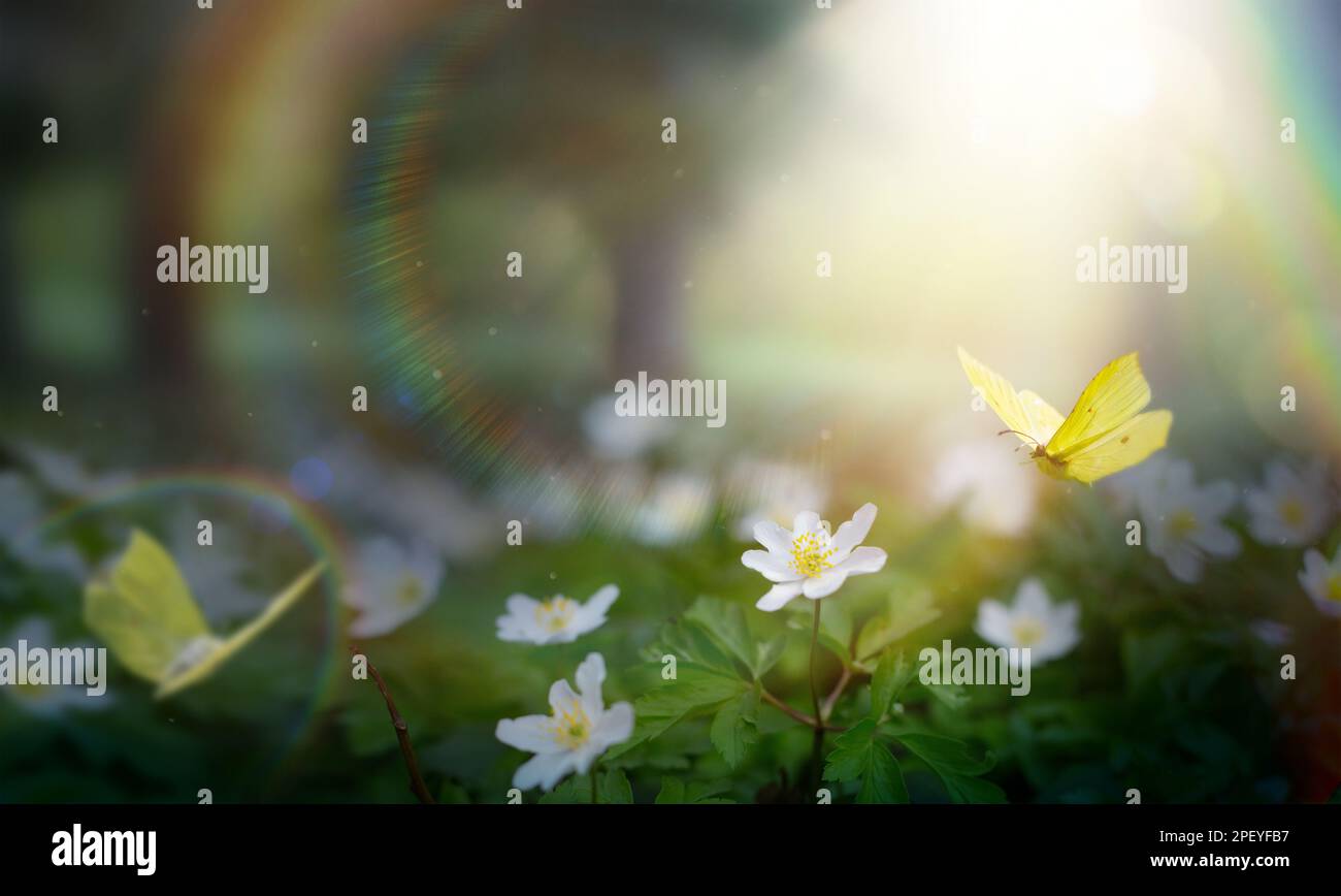 Rainbow butterflies hi-res stock photography and images - Alamy