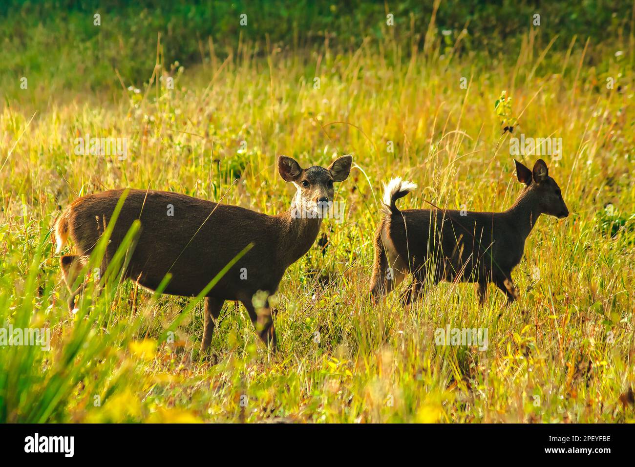 Hog Deer foraging in herds in the pasture, The Hog Deer is a medium ...