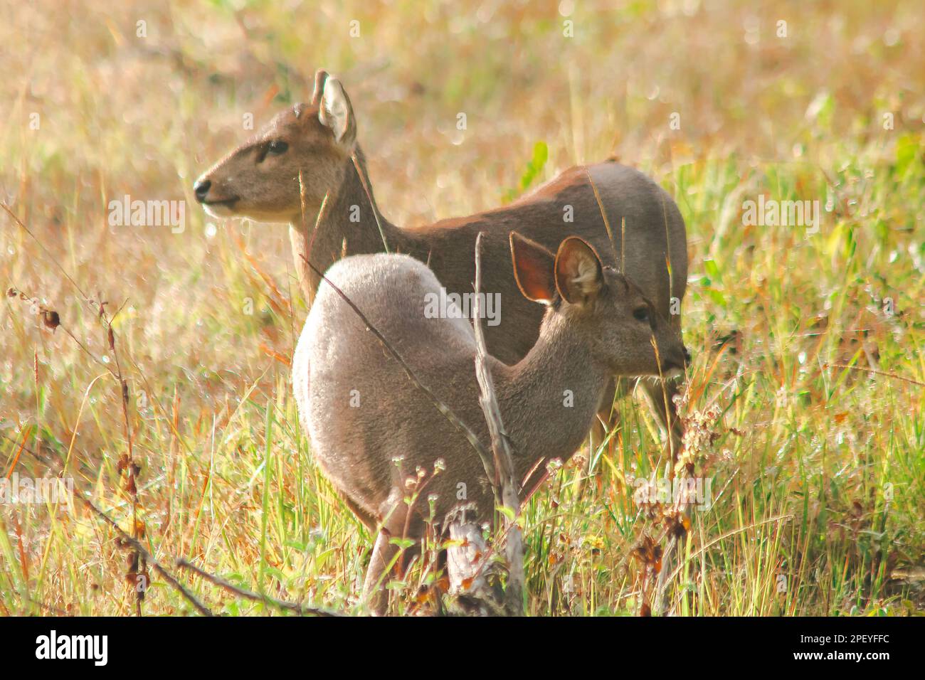 Hog Deer foraging in herds in the pasture, The Hog Deer is a medium ...