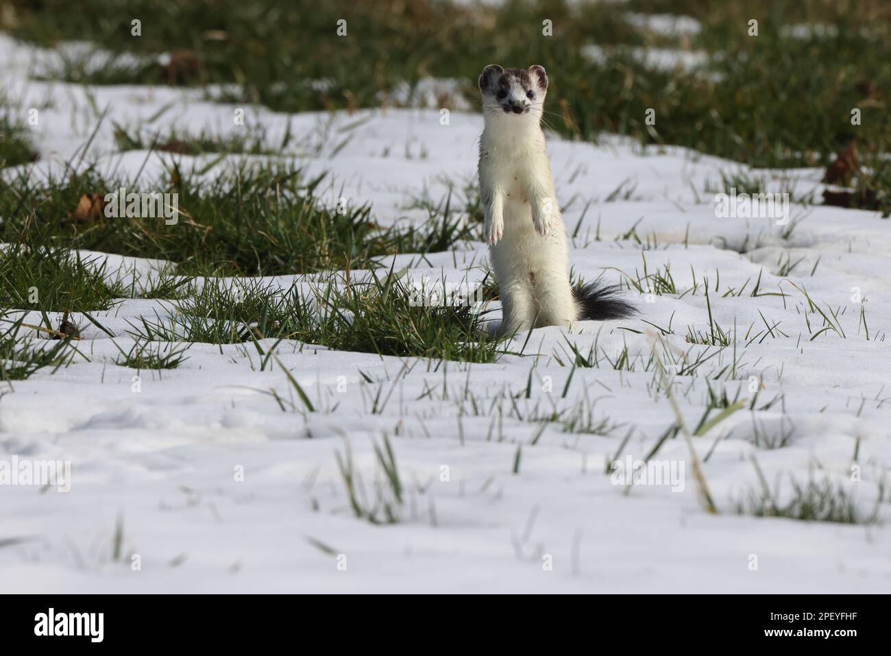 Stoat (Mustela erminea) short-tailed weasel Germany Stock Photo - Alamy