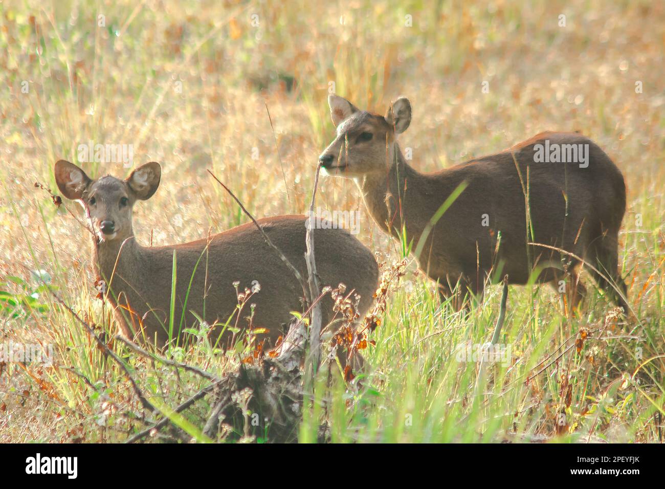 Hog Deer foraging in herds in the pasture, The Hog Deer is a medium ...