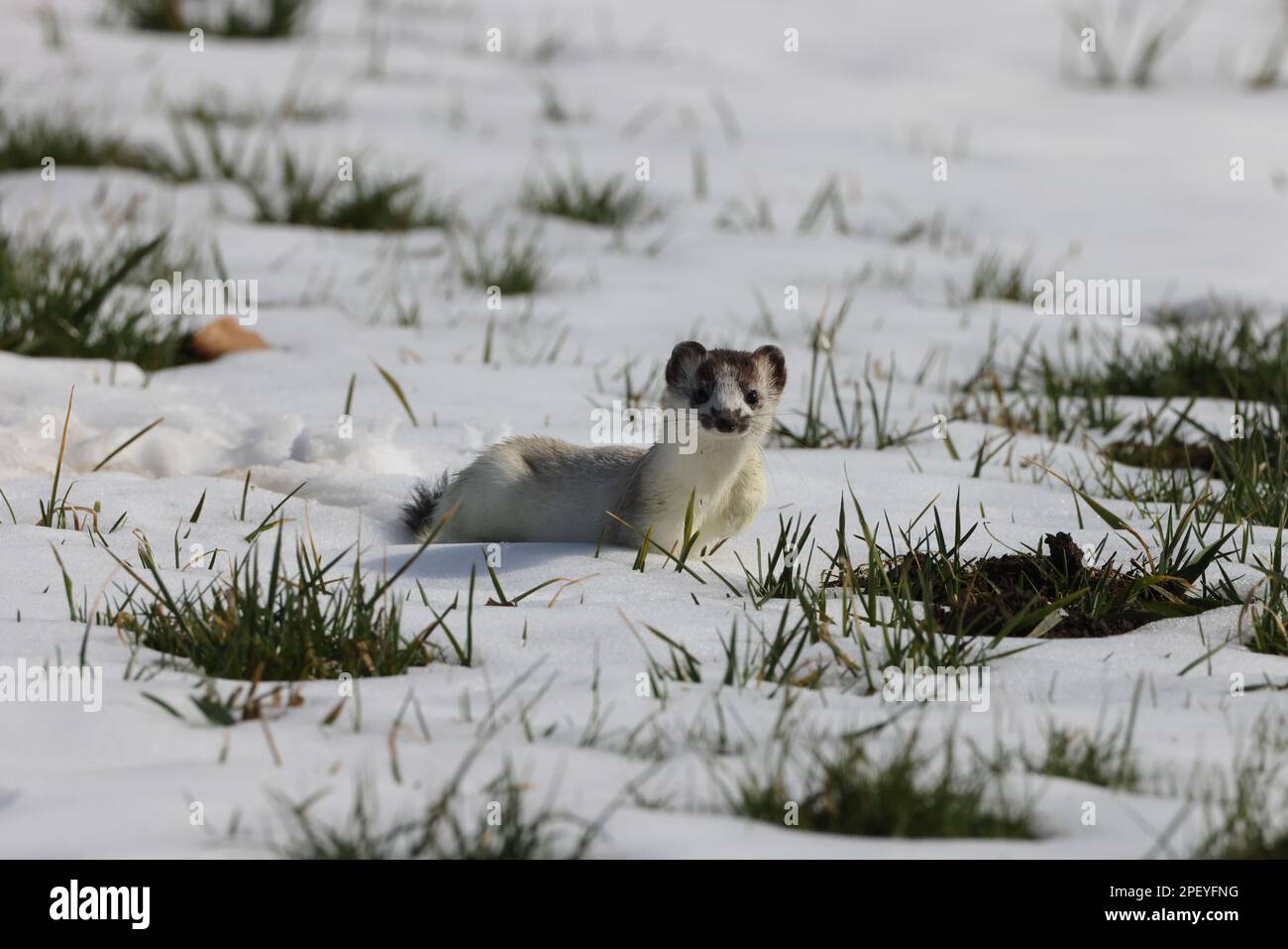 Stoat (Mustela erminea) short-tailed weasel Germany Stock Photo - Alamy
