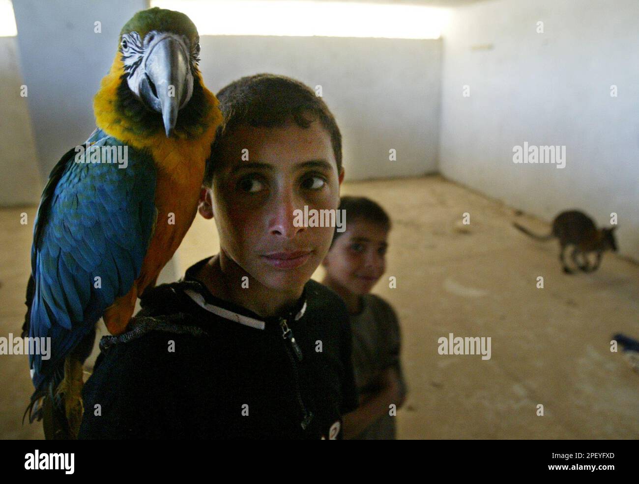 A parrot sits on the shoulder of a Palestinian youth as a small ...