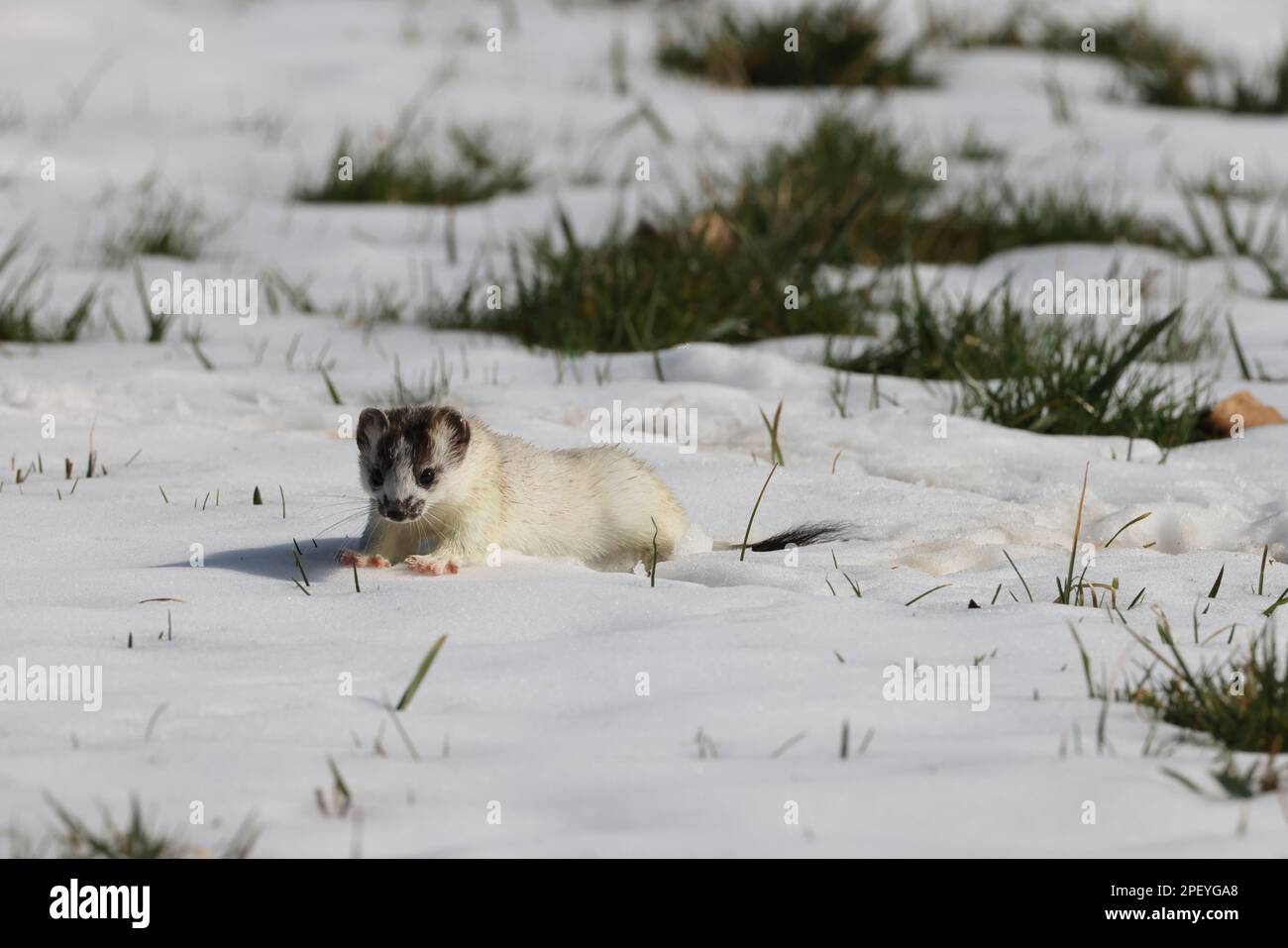 Stoat (Mustela erminea) short-tailed weasel Germany Stock Photo - Alamy
