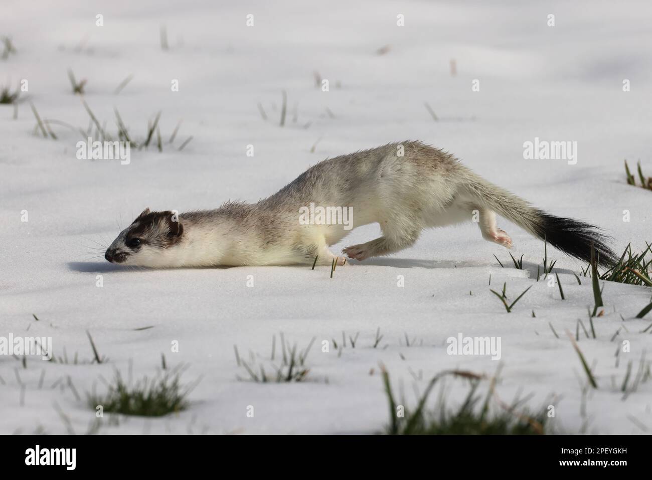 Stoat (Mustela erminea) short-tailed weasel Germany Stock Photo - Alamy