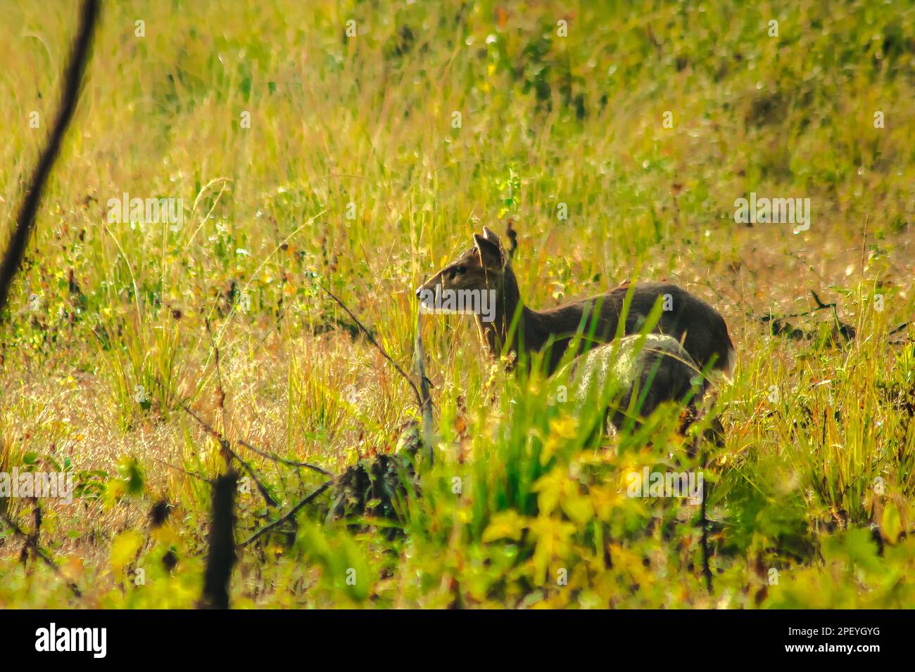 Hog Deer foraging in herds in the pasture, The Hog Deer is a medium ...